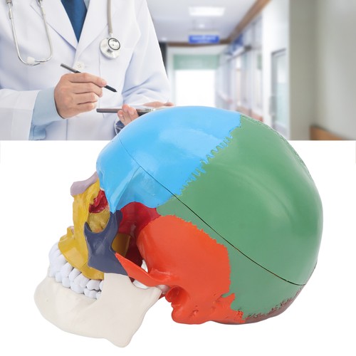 Colored Skull Model School Detachable Anatomy Human Skull Model For ...