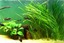 15 Jungle vals plants live aquarium plants aquascaping planted tank ...