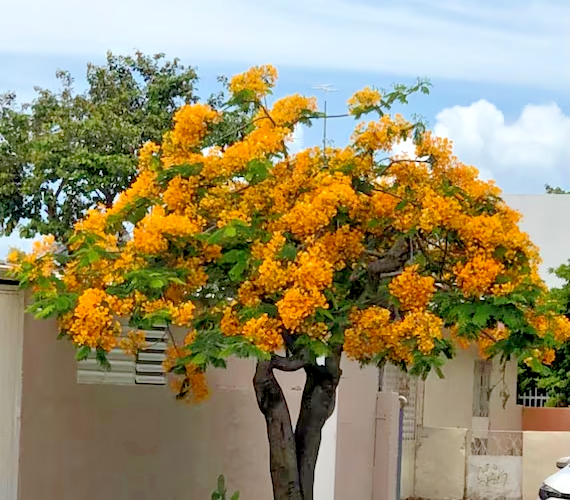 Yellow Flamboyant (Delonix Regia) | 10 Seeds | Rare Royal Poinciana ...