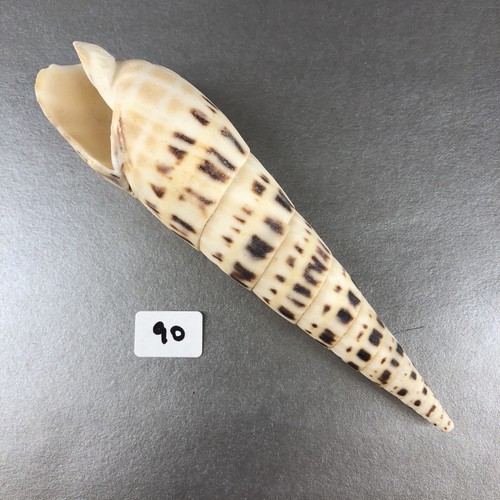 Seashell 138mm Shell Conch Cowrie Cone Tiger Trumpet Nautilis Natural ...