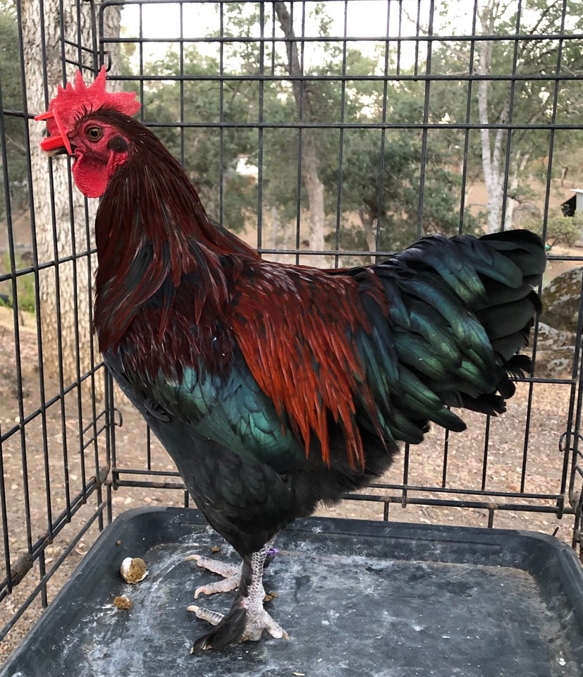 RARE Bantam Black Copper Marans Hatching eggs | eBay