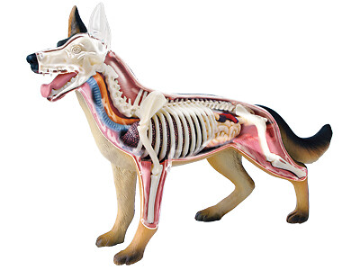 4D Vision Dog Anatomy Model | eBay