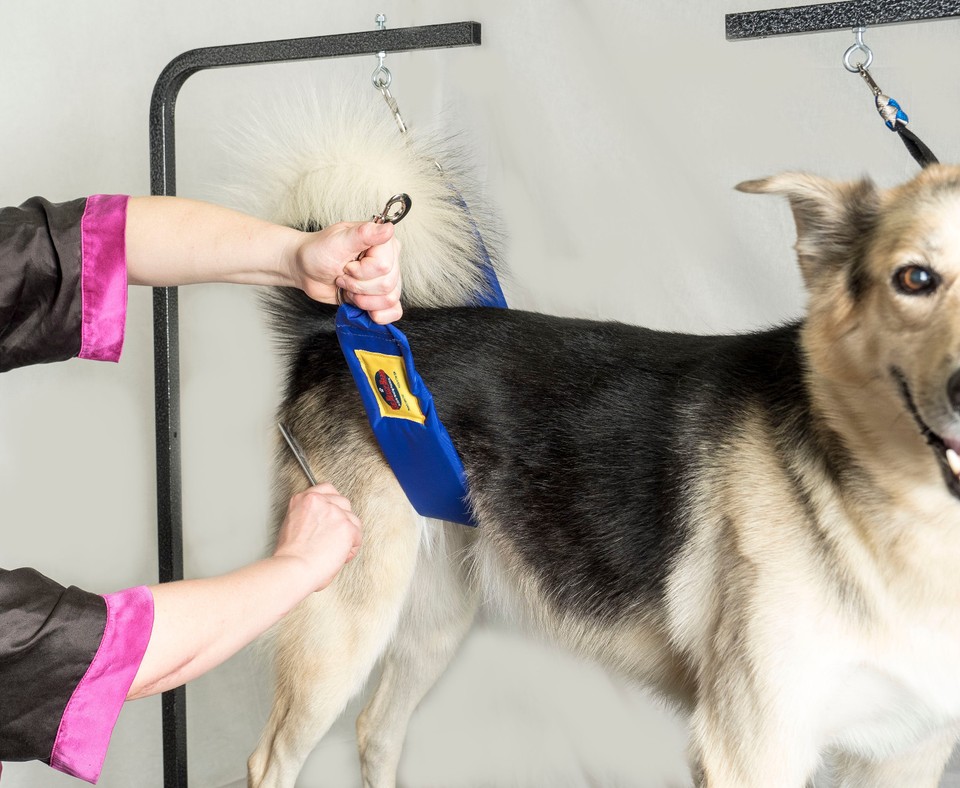 The Belly Band: Pet/Dog Grooming Safety Harness Restraint Loop Band | eBay