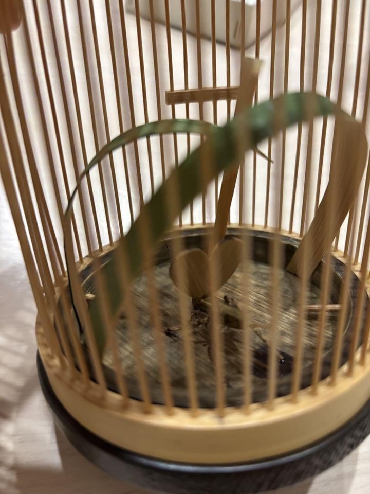 Japan Zenrinbo Bamboo Insect Cage with Bell Cricket Ornament, Handmade ...