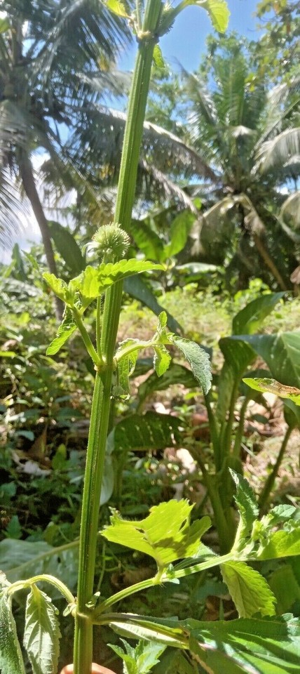 Beheth Anoda Rare Dried Leaves Abutilon indicum Indian Mallow Seeds | eBay