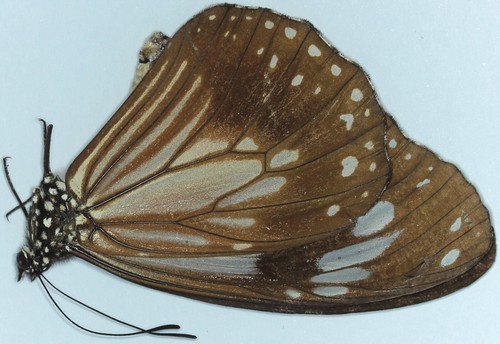 Parantica species female 45mm XC69 A- Danaidae | eBay