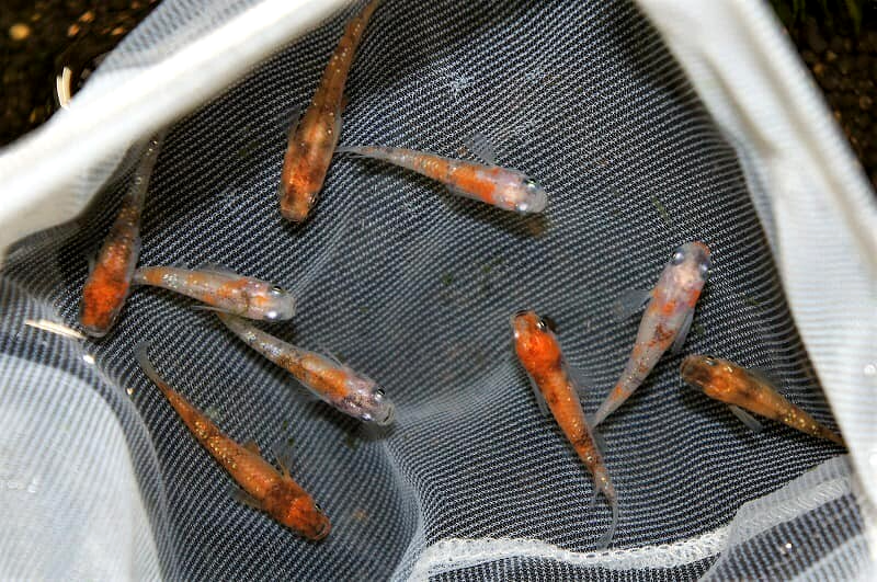 10+ 5 free fertilized Tri-color Lame Medaka ricefish eggs | eBay