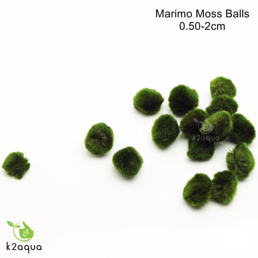 ALL sizes MARIMO MOSS BALLS Cladophora live aquarium plant fish tank ...