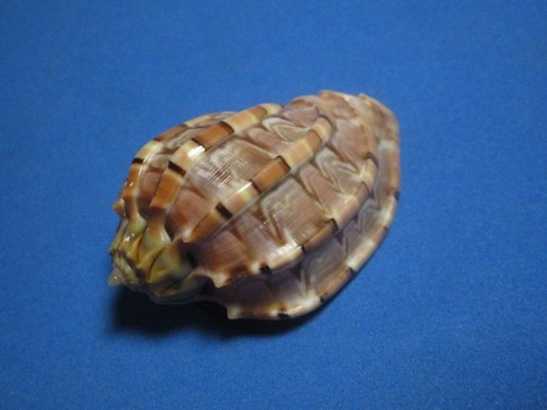 Harpa conoidalis (Lamarck,1822) "A HAWAIIAN WATERS HARP!" (53.5mm) | eBay