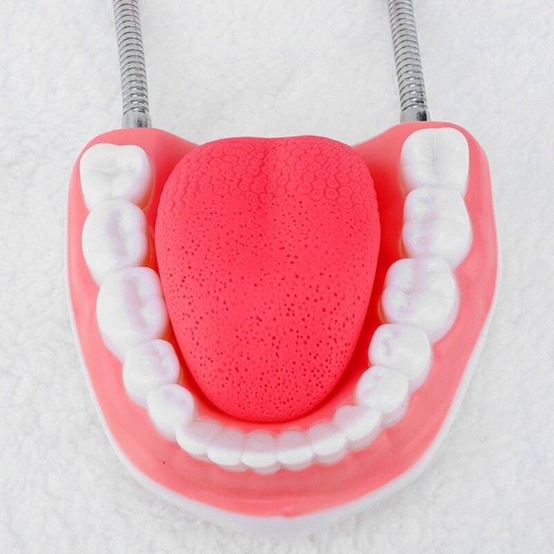 Human Teeth Anatomy Model with Removable Tongue Enlarged Teeth Tongue ...