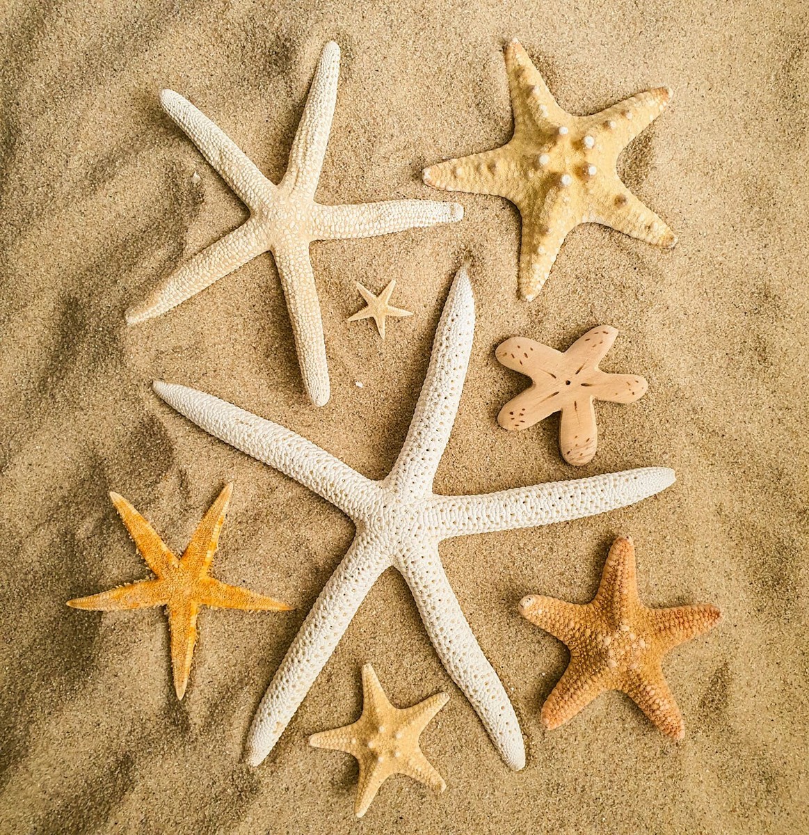 Beach Starfish Background