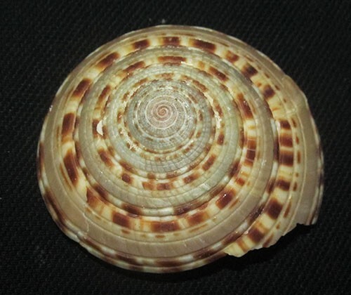 56 mm Architectonica Maxima Sundial Seashell Racha Island ,Phuket ...