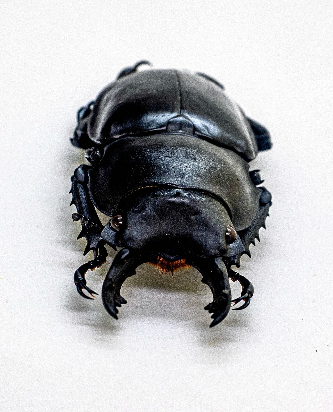 Lucanidae - Beetle - Neolucanus Maximus (m) - Chiangrai, Thailand (NM63 ...