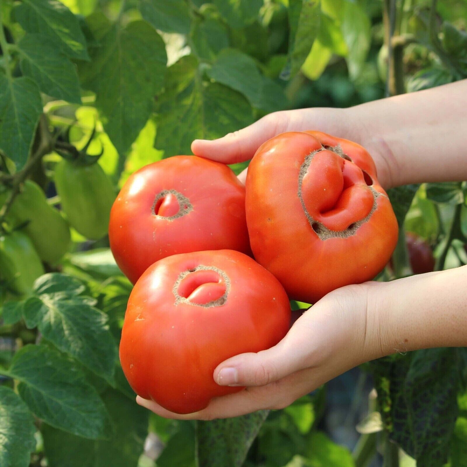 Gulács Landrace Tomato - Hungarian Heirloom - 5+ seeds - Samen - P 566 ...