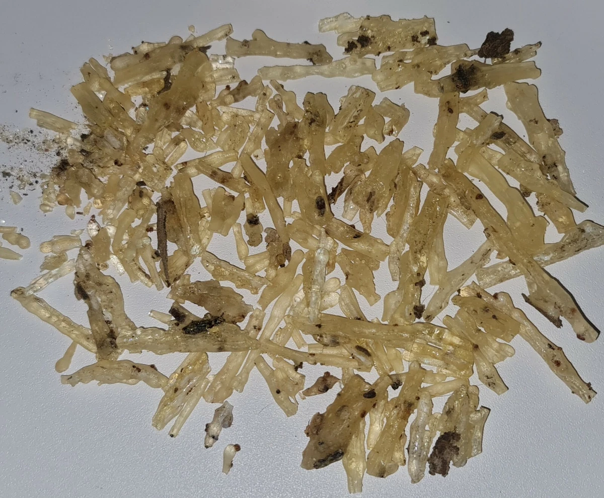 Pine Tree Sap