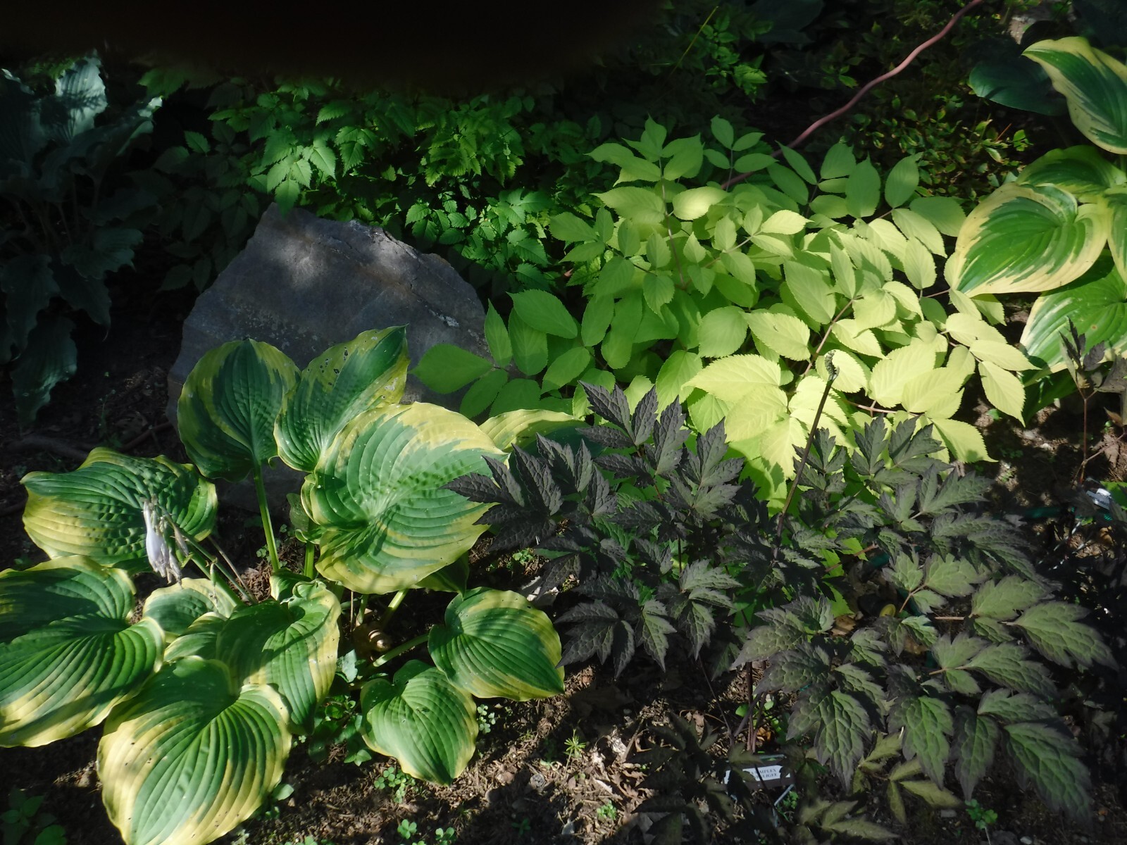 Hosta Seeds mix of colors, size, and leaf shape 50+ perennial seeds | eBay