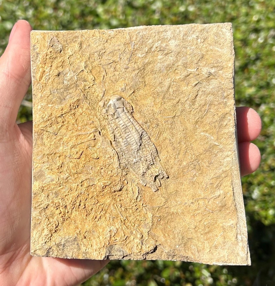 Alabama Fossil Crinoid in Matrix Phanocrinus bellulus Bangor Limestone ...