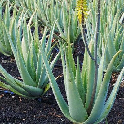 Large Aloe Vera Barbadensis Medicinal Cactus Succulent Plant Organic | eBay