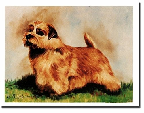 Norfolk Terrier Breeders Queensland