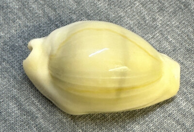 Cypraea Moneta (Money Cowrie) 35.3mm !!! | eBay