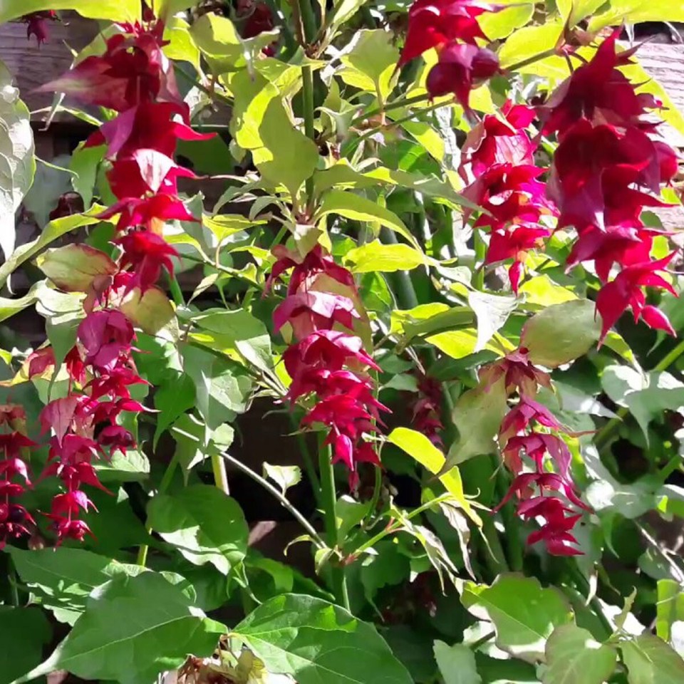 Leycesteria formosa Purple Rain - Himalayan Honeysuckle - Plant in 5 L ...