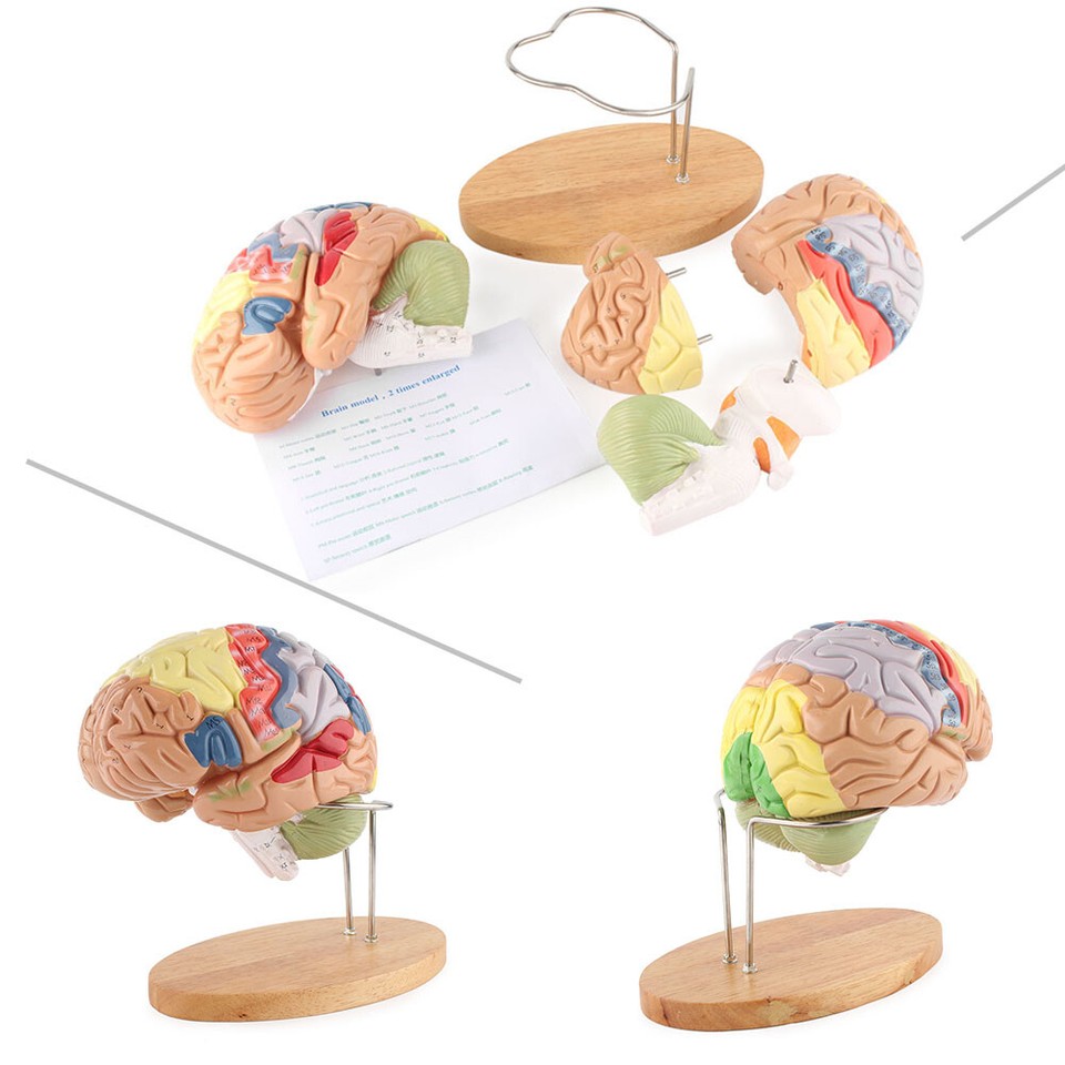 Medical Anatomical Human Brain Model Anatomy Cerebral Cortex Brain ...