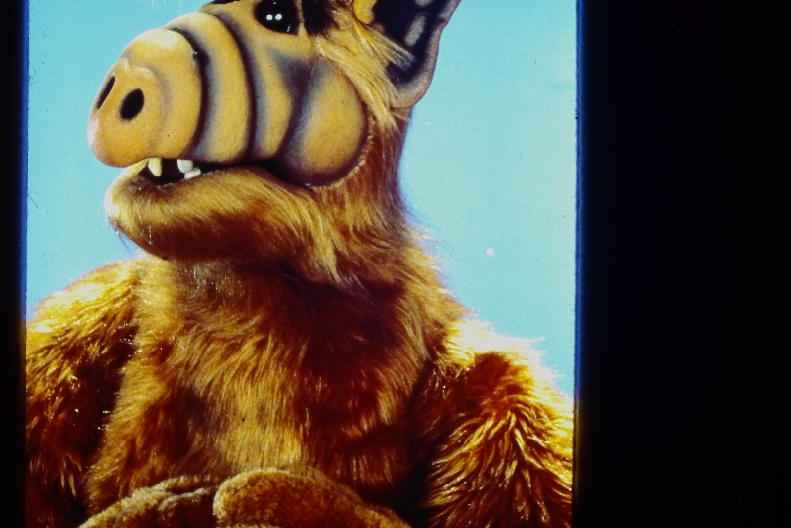 ALF G.P. Color Slide One Time Use Only ZWB 2555 | eBay