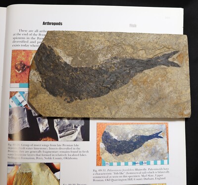 Rare Permian Fish Palaeoniscus - Marl Slate, Durham, England - FIGURED ...