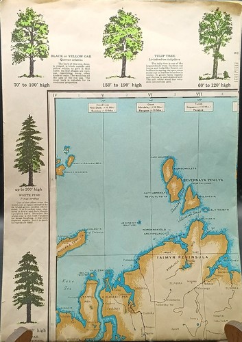 Vintage Illustrated Map with Tree Identification & World Geography ...