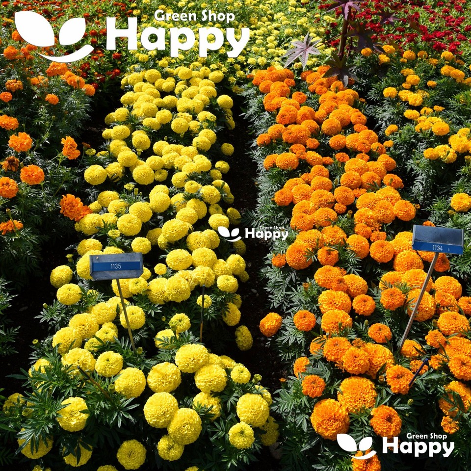 150 Seeds - Dwarf African Marigold Calando Mix - Very Uniform Pot&bed ...