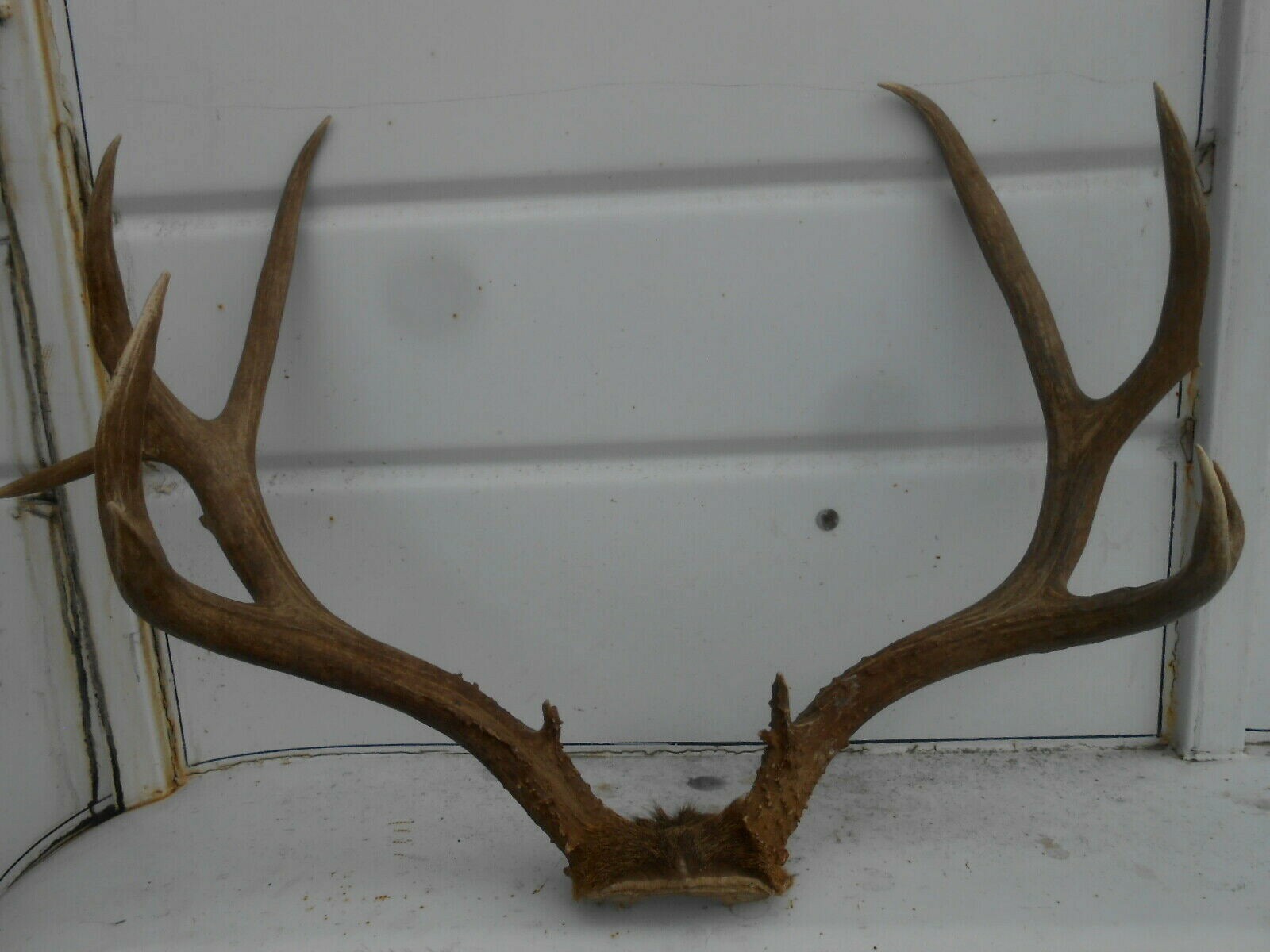 34 0/8" wide TROPHY MULE DEER RACK antlers whitetail sheds taxidermy ...