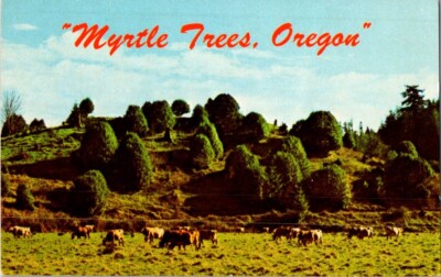 vintage postcard- Myrtle Trees, Oregon- unposted | eBay