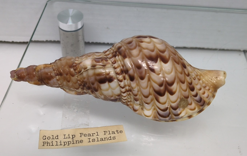Gold Lip Pearl Plate Philippines Sea Ocean Shell Nature Artifact | eBay