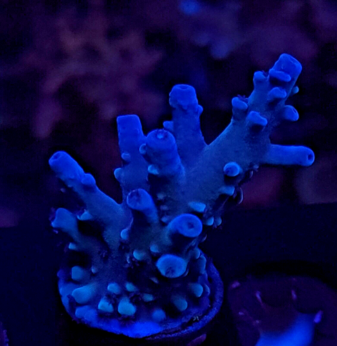 Oregon Tort Acropora * Acro * WYSIWYG * Live Coral Frag * AJ's ...