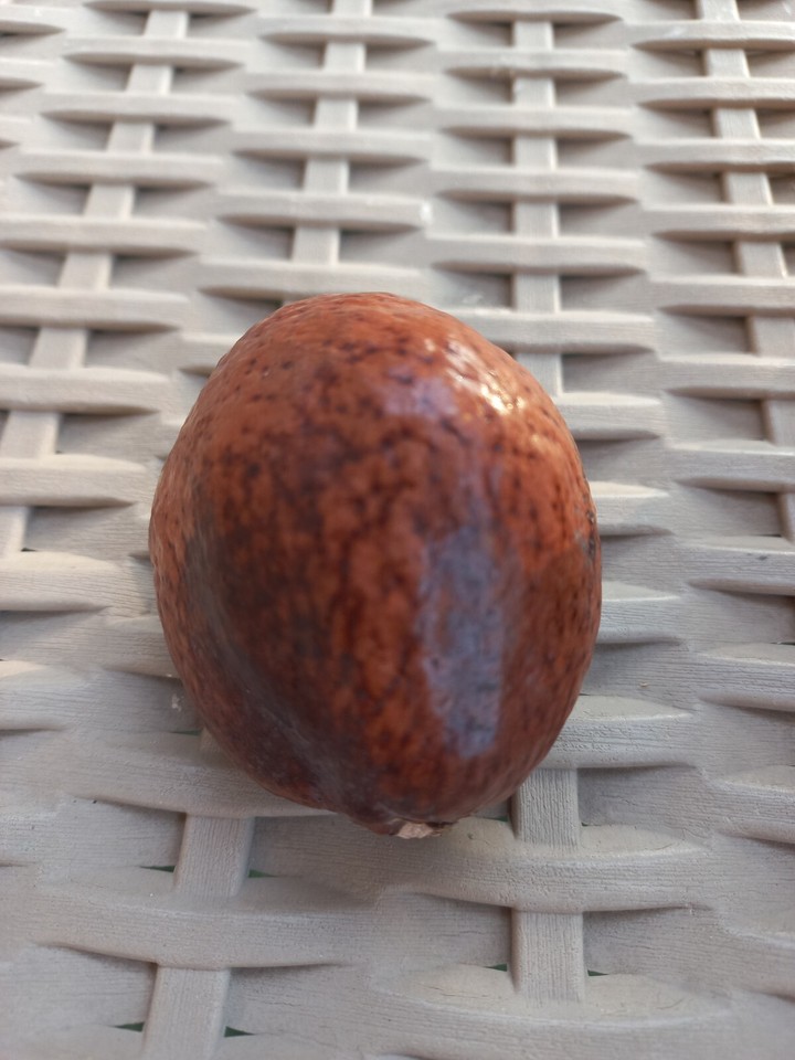 Whole Egyptian Doum Organic Dried Fruit Healthy Food حبات نبات الدوم ...