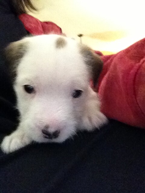 GIRLS UNCUT BUTTERICK 4600 SEWING Pattern RED RIDING HOOD COSTUME SIZE ...