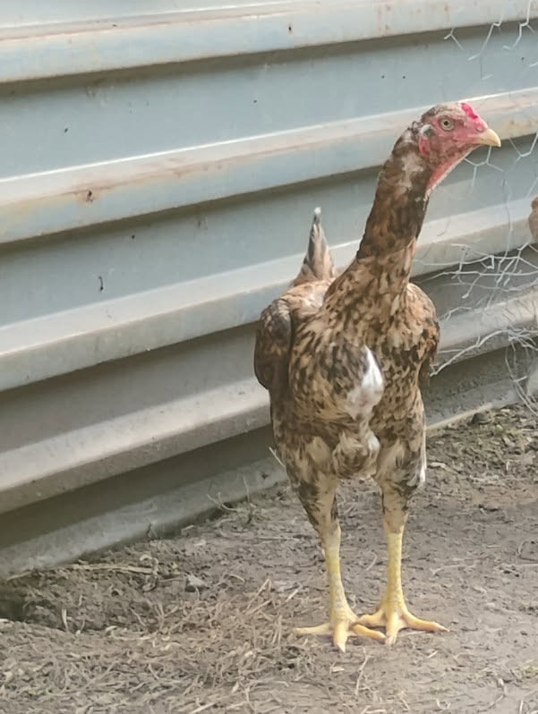 6 hatching eggs-indio Gigante, the most biggest and tallest chickens | eBay