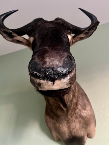 Blue Wildebeest Taxidermy Shoulder Mount | eBay