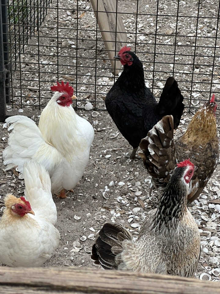 ️ 10+ Malaysian Serama hatching eggs. NPIP Cert ~ AI Clean🌟 | eBay