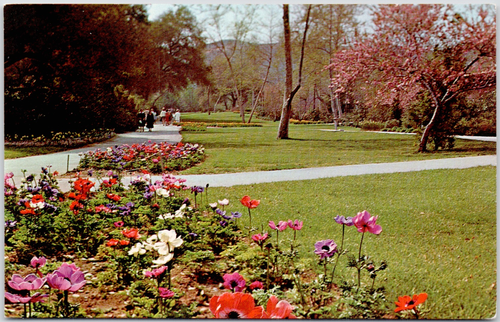 La Canada California Decanso Gardens Anemone Flowers Peach Tree Vintage ...