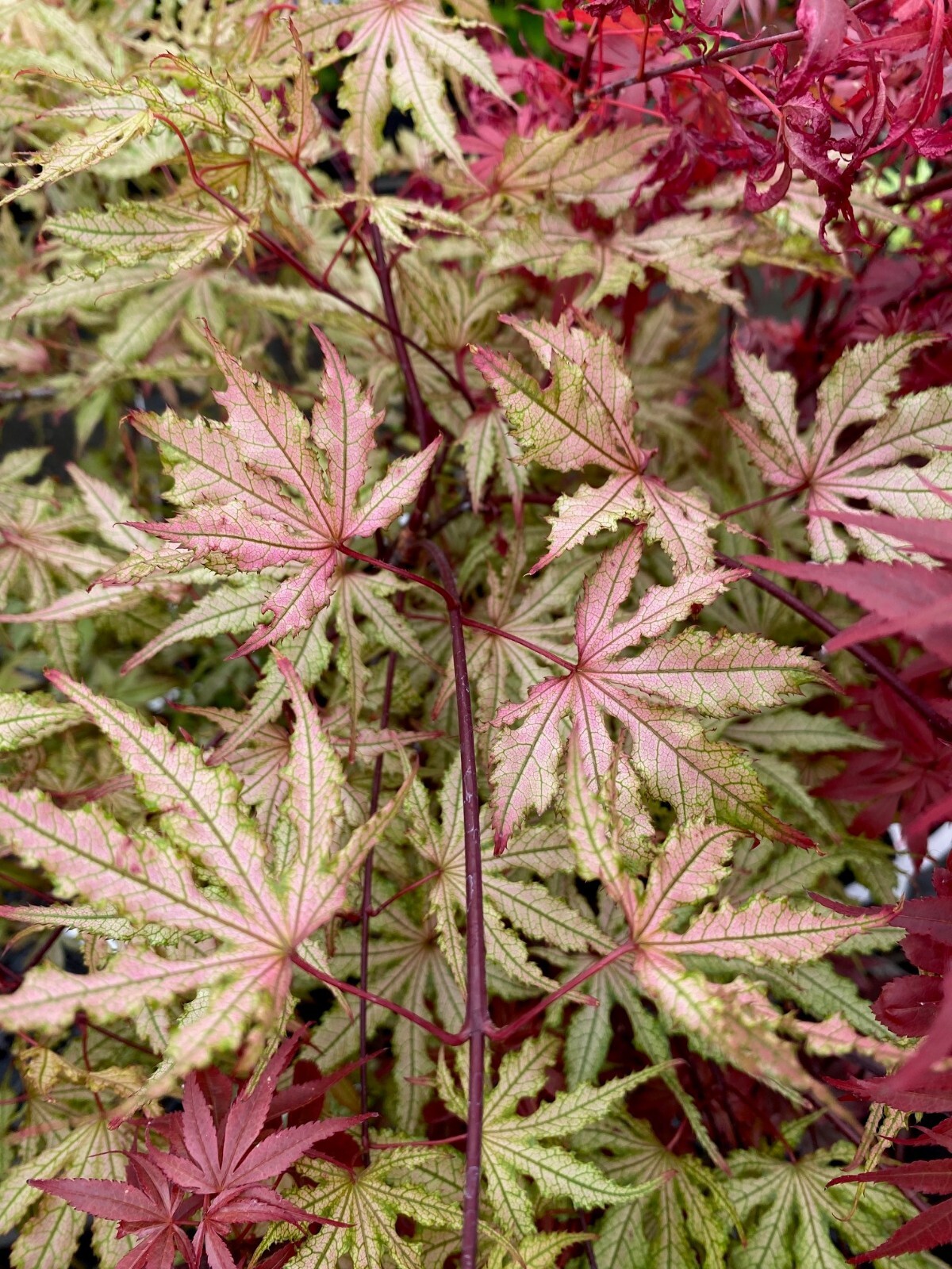 Japanese Maple Strawberry Spring | eBay