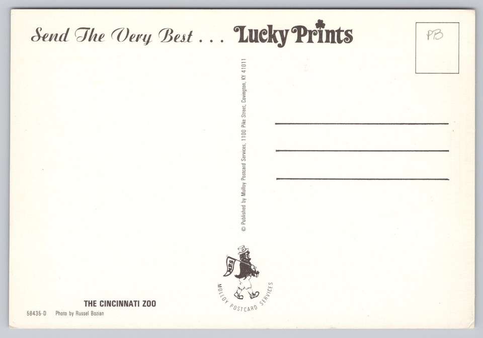 Postcard Greetings From The Cincinnati Zoo White Bengal Tiger Ohio | eBay