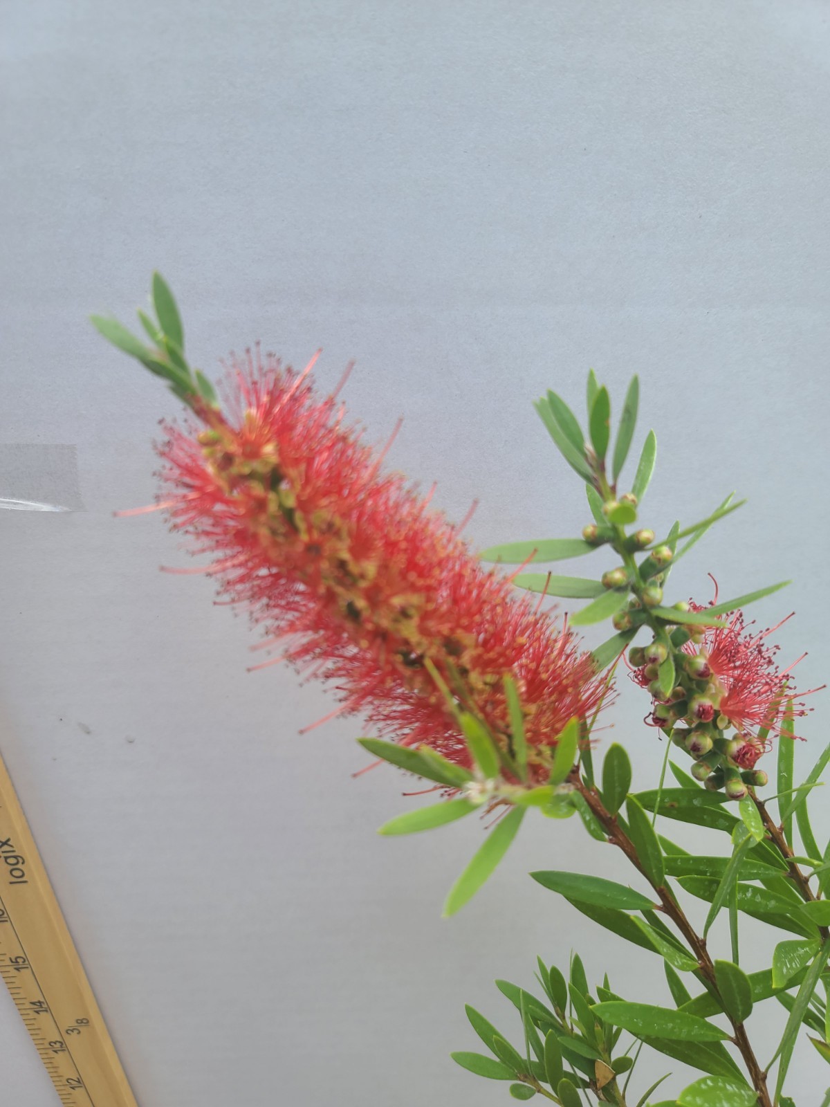 Red Cluster Bottlebrush "Callistemon Citrinus" Quart Pot Live Plant | eBay