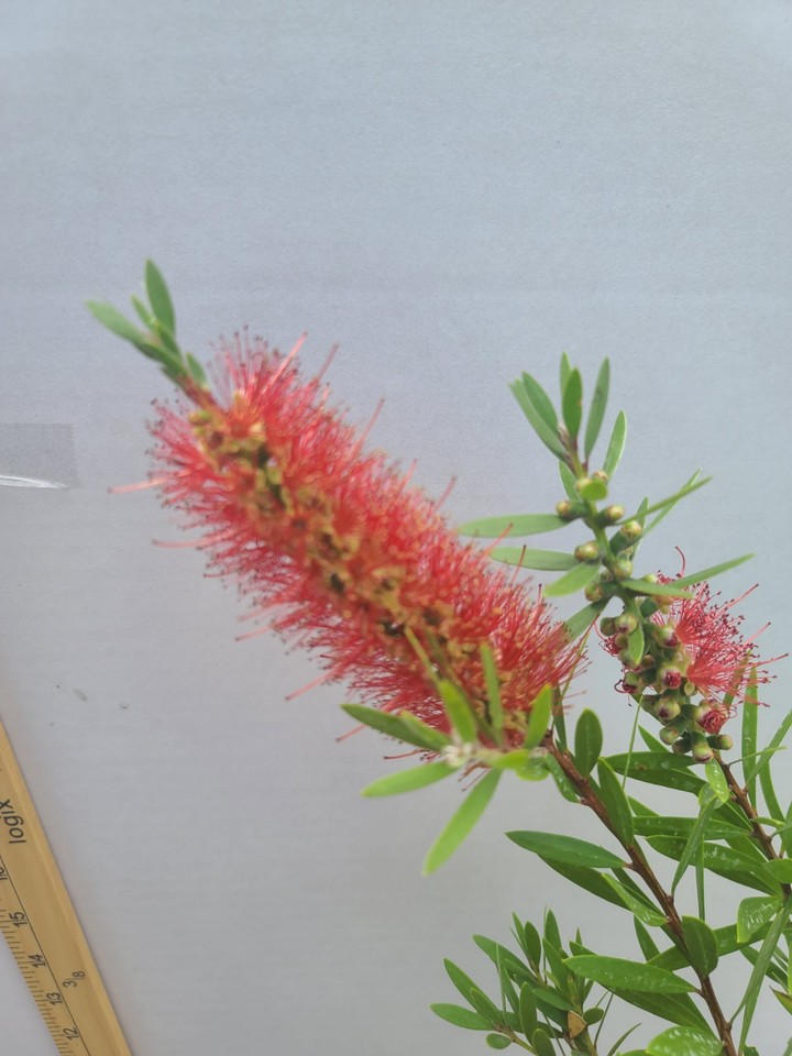 Red Cluster Bottlebrush "Callistemon Citrinus" Quart Pot Live Plant | eBay