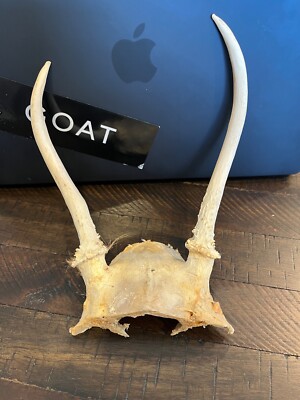 Real whitetail deer antlers and scalp no points | eBay