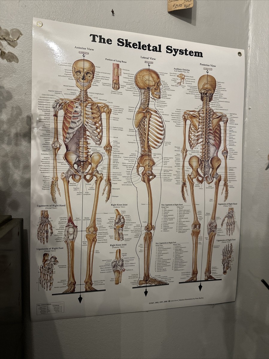 Skeletal System Without Labels