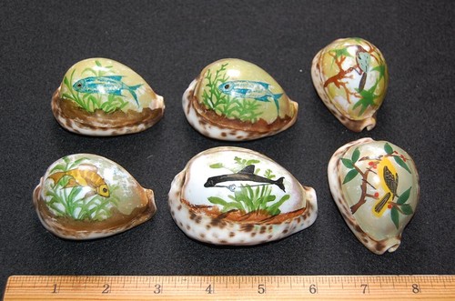 Lot of Six (6) Vintage Hand Painted Tiger Cowrie Shells Seashells | eBay