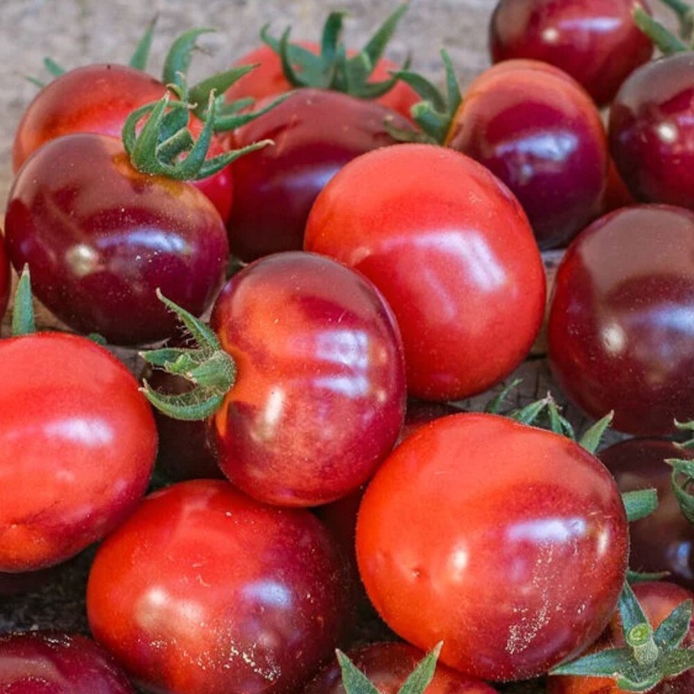 Kirschtomate ANTHO VIOLETTROT 10 Samen AROMATISCH süß TOMATE saftig ...