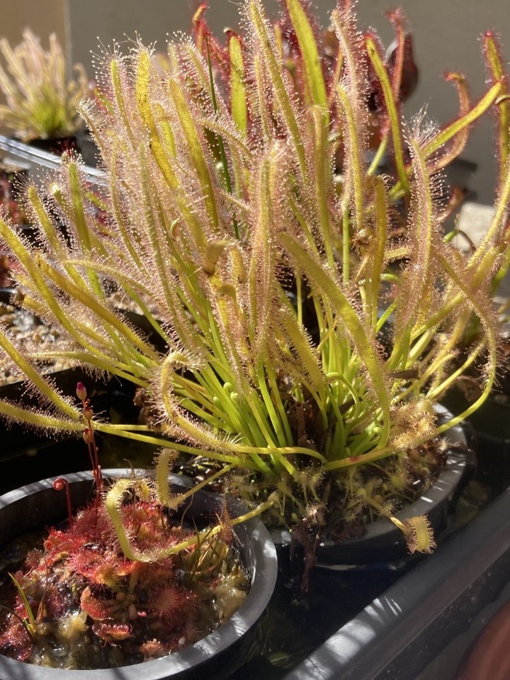 Drosera Capensis 'Albino', Cape Sundew - LIVE Carnivorous Plant, Easy ...