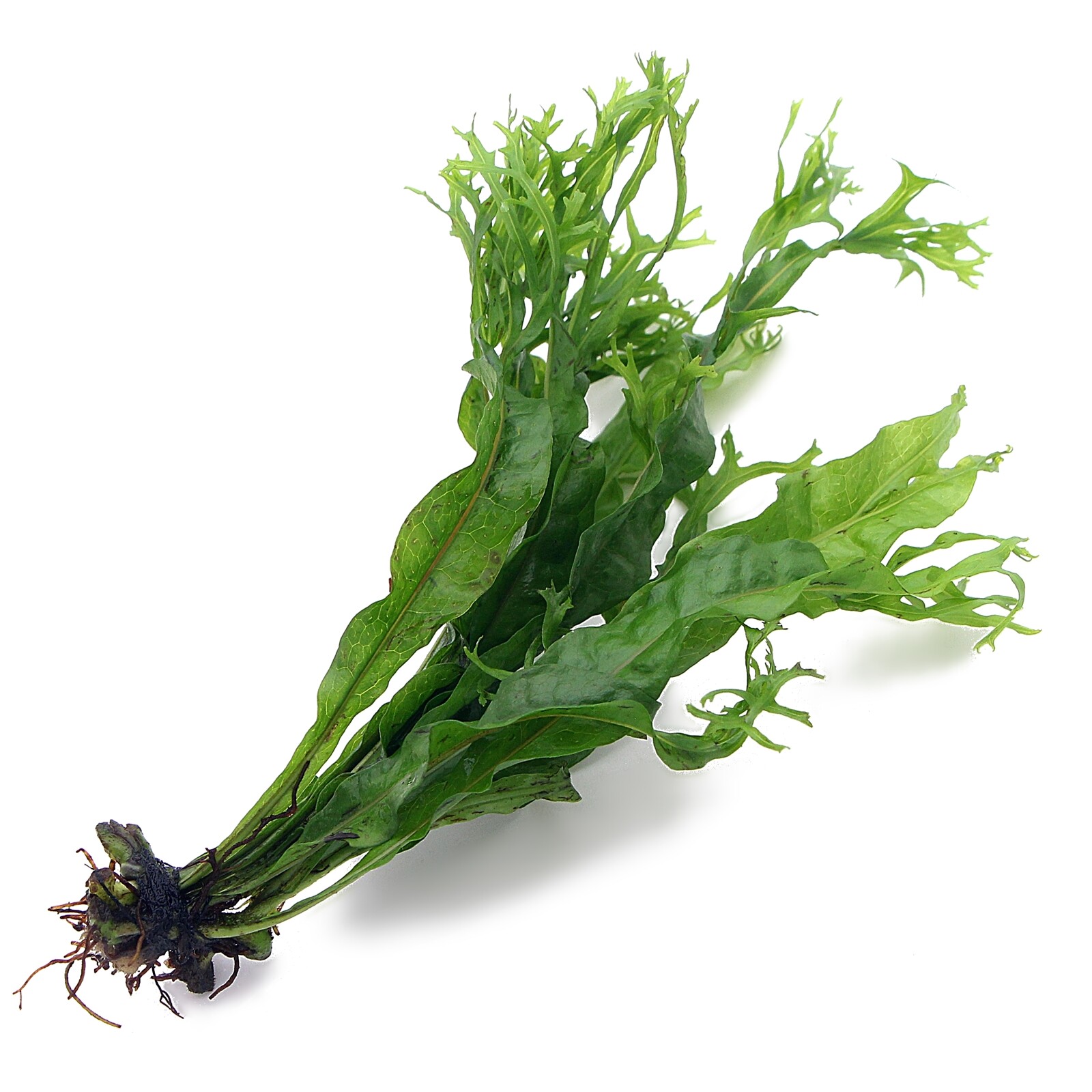 Microsorum Pteropus Windelov Java Fern Live Aquarium Plants Tropical ...